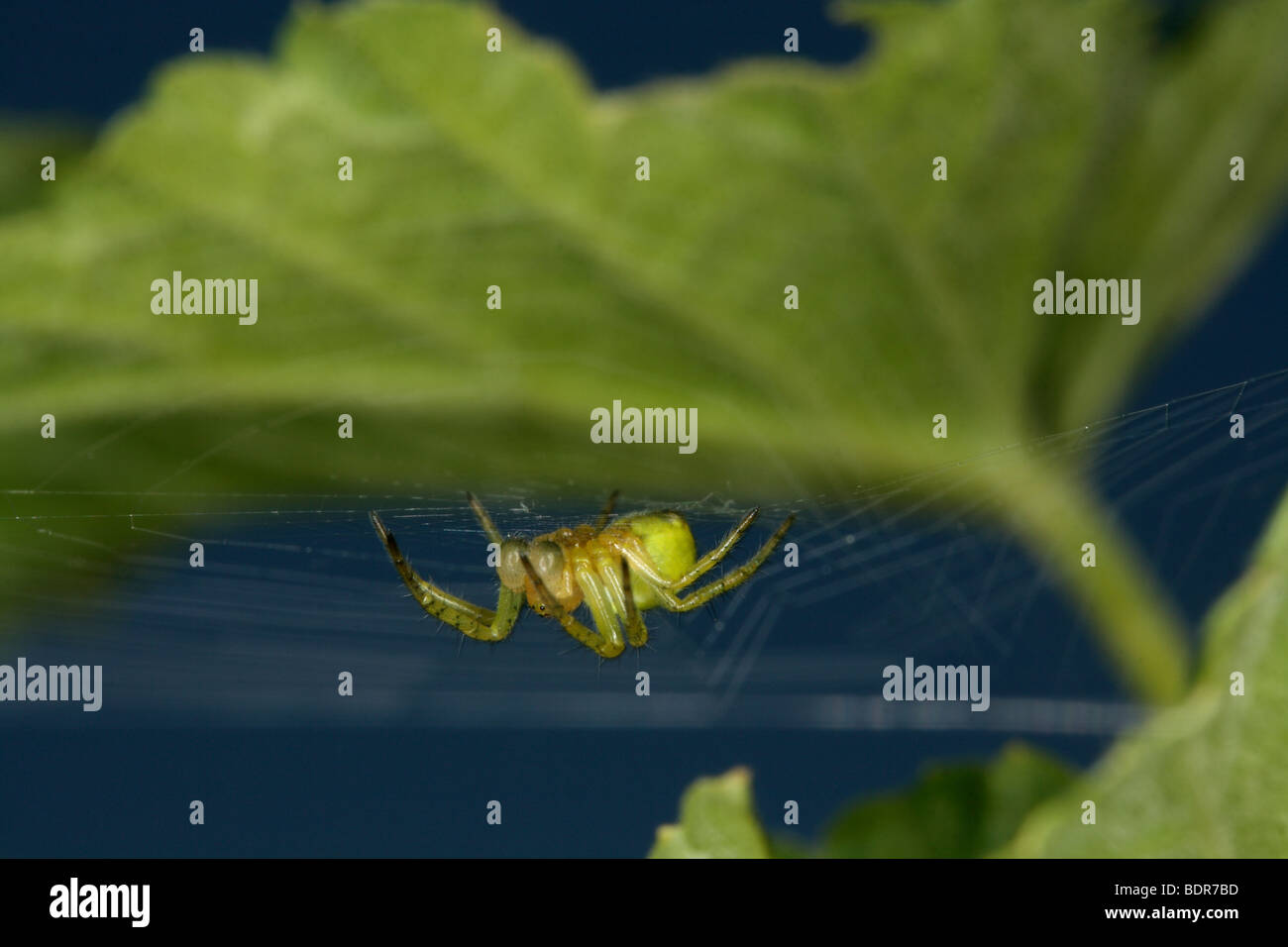 A spider on a currant bush Sweden Stock Photo - Alamy