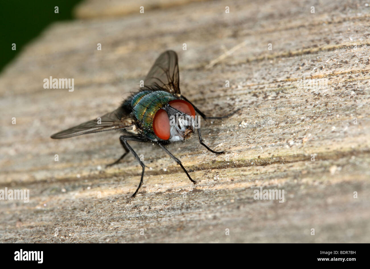 A common green bottle fly Sweden Stock Photo - Alamy