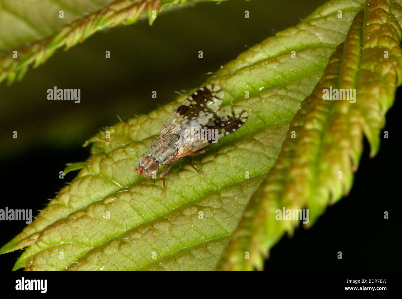 A Tephritidae Sweden Stock Photo - Alamy