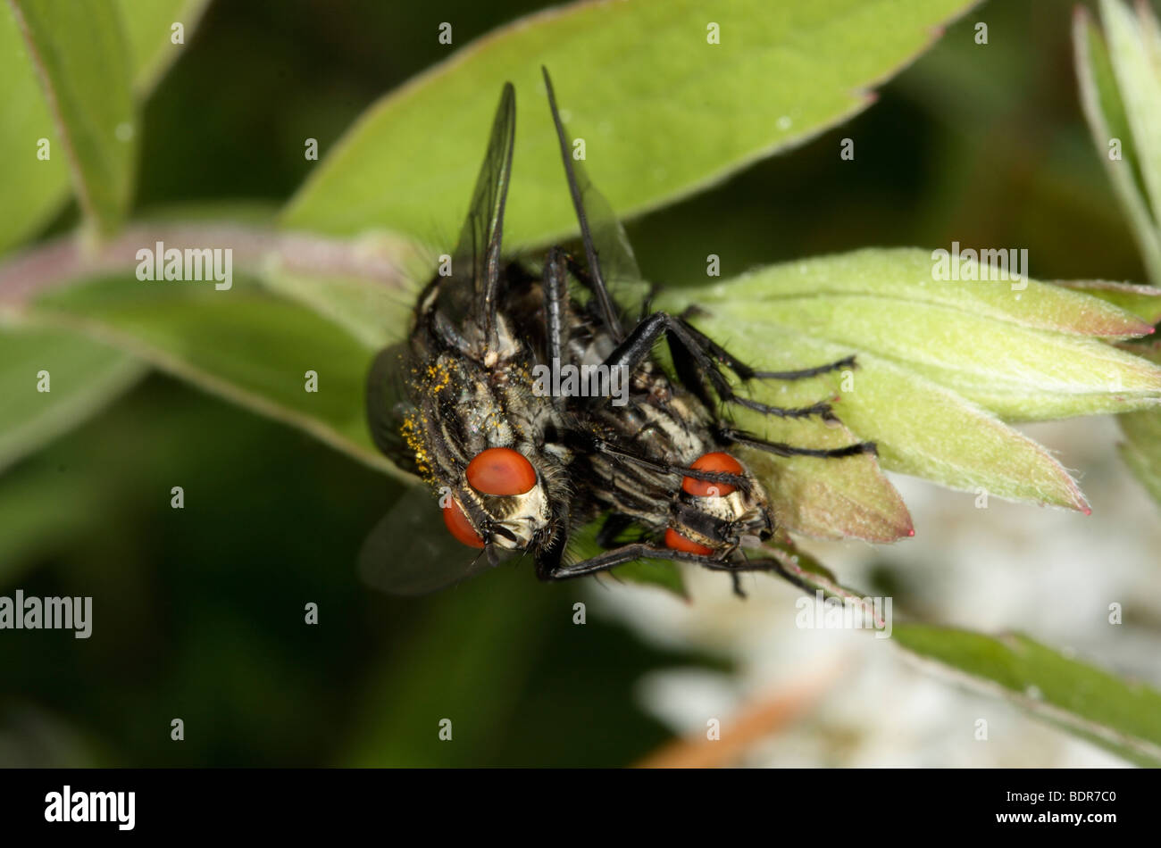 Flesh flies hi-res stock photography and images - Alamy