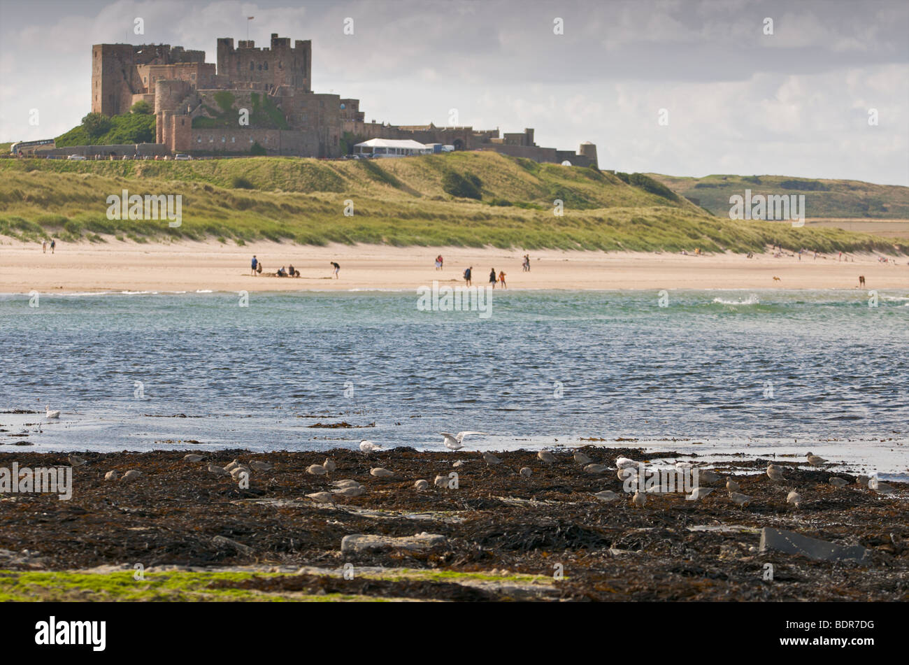 Bamburgh Castle and Bamburgh beach, Northumberland. Knot waders feeding ...