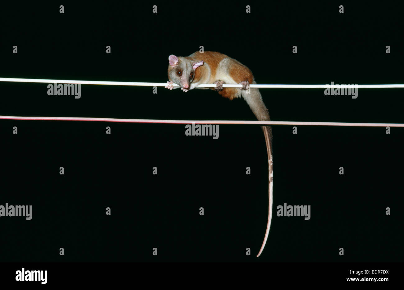 Virginia Opossum Santa Rosta National Park Costa Rica Stock Photo - Alamy