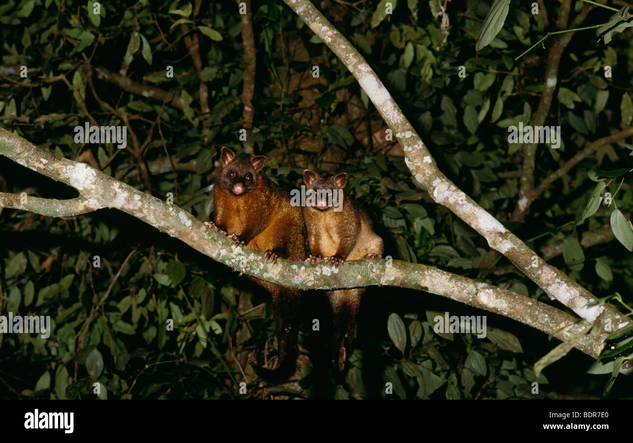 Two possums in a tree Malanda Falls Queensland Australia Stock Photo ...