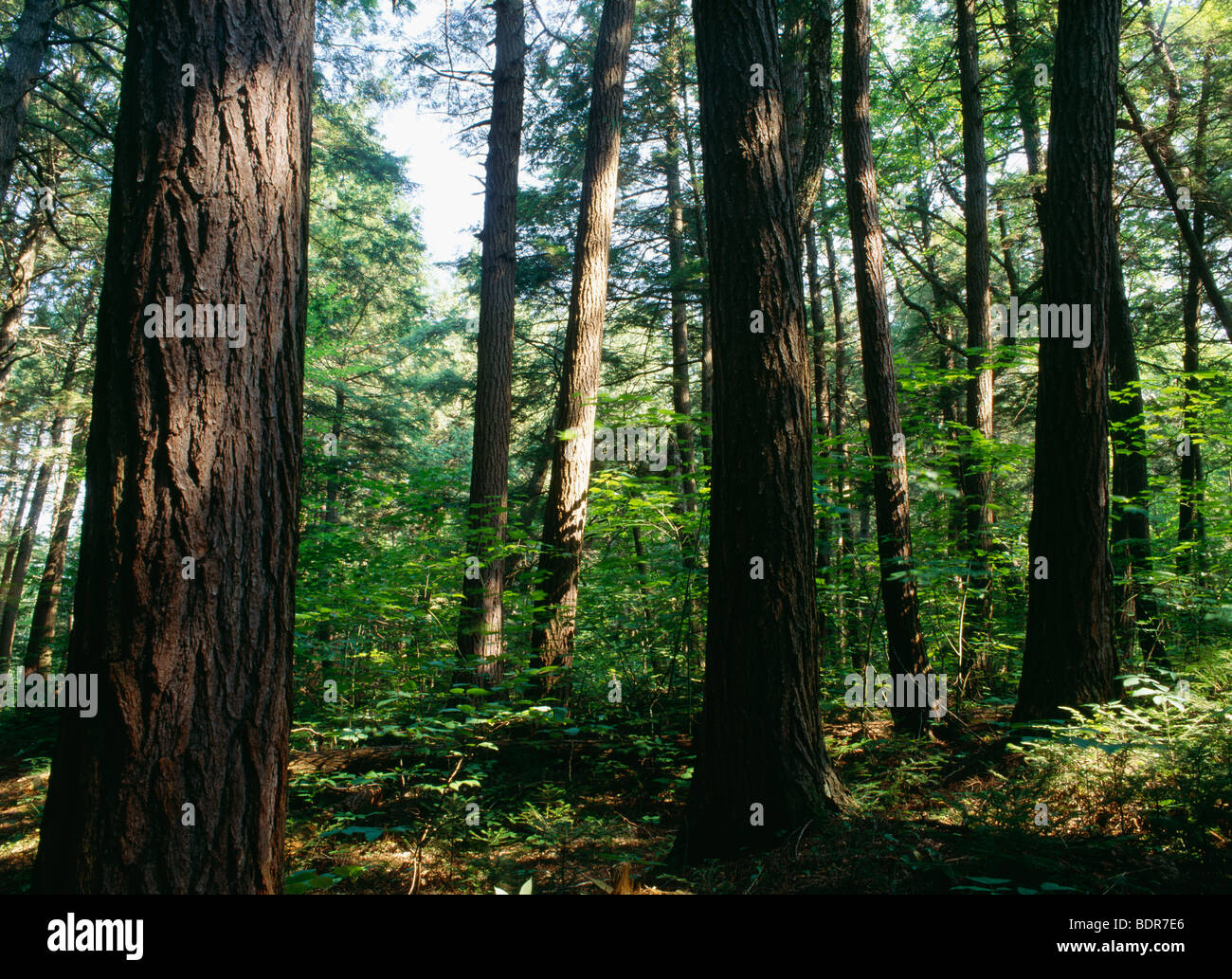 Trees in a forest Algonquin Provincial Park Ontario Canada Stock Photo ...