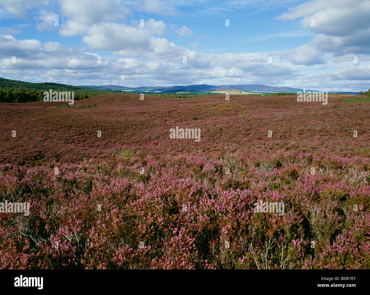 Heath moor Muir of Dinnet National Nature Reserve Scotland Great ...