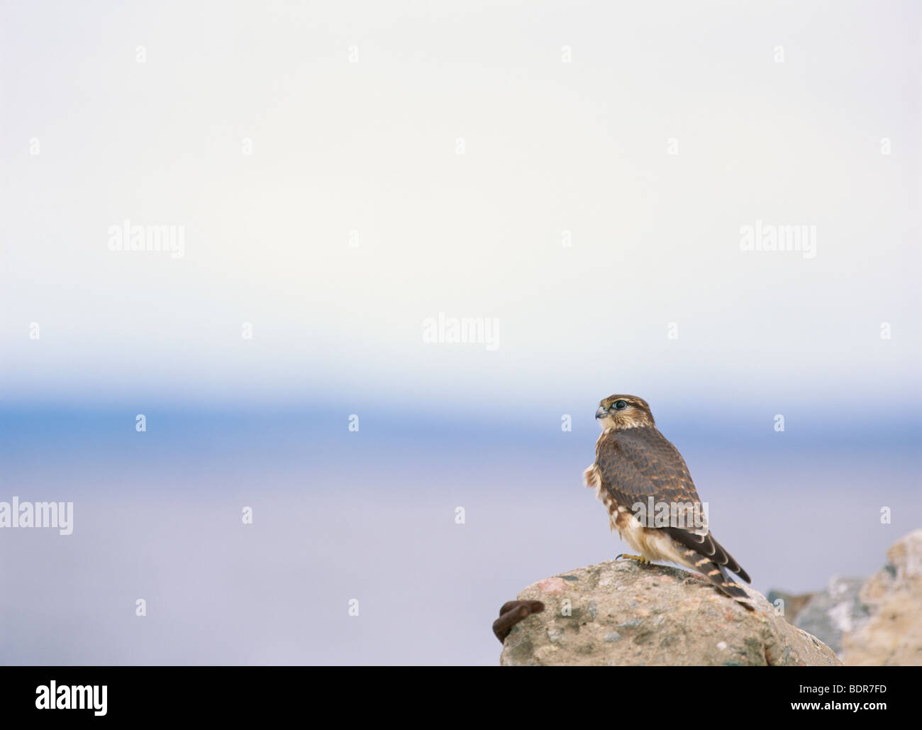 A stone falcon Sweden Stock Photo - Alamy