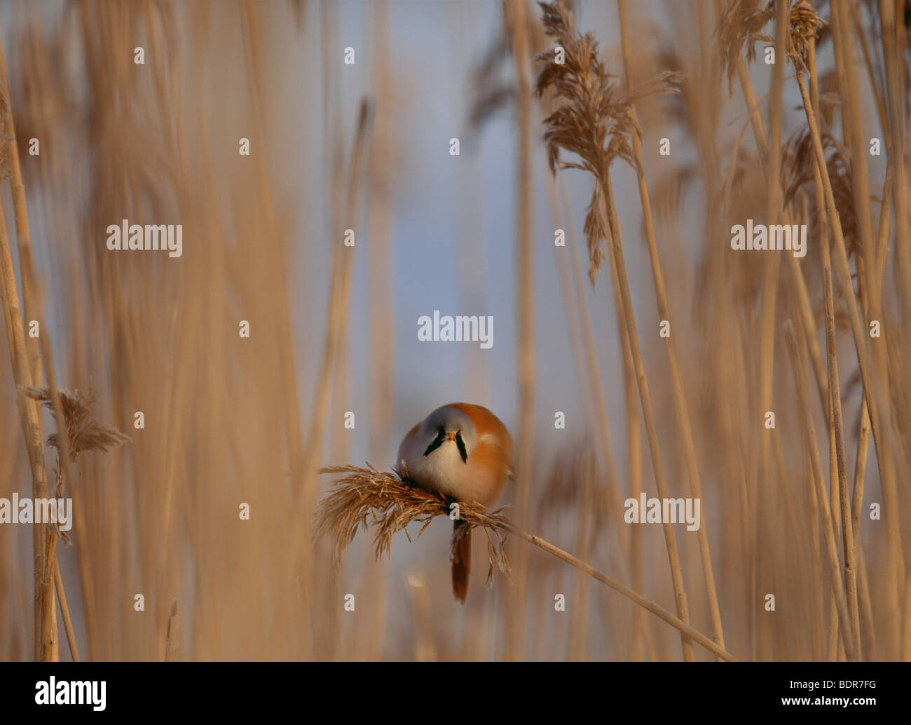 Bearded reedling reeds hi-res stock photography and images - Alamy