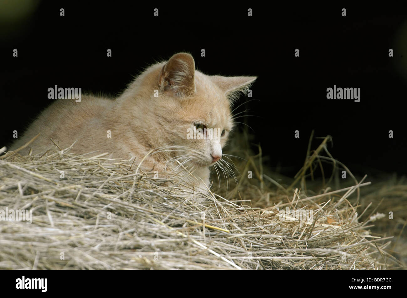 Feral Farm Cat in barn Stock Photo - Alamy