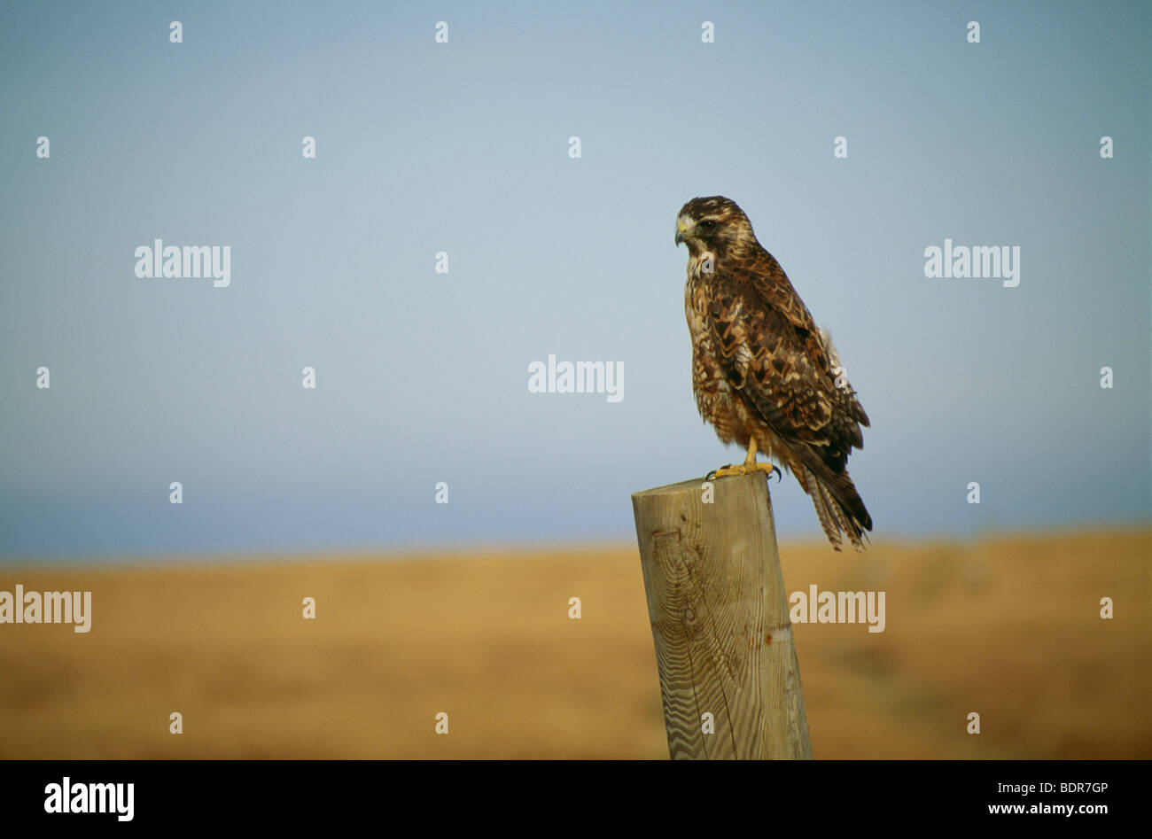 A hawk Falkland Islands Stock Photo - Alamy