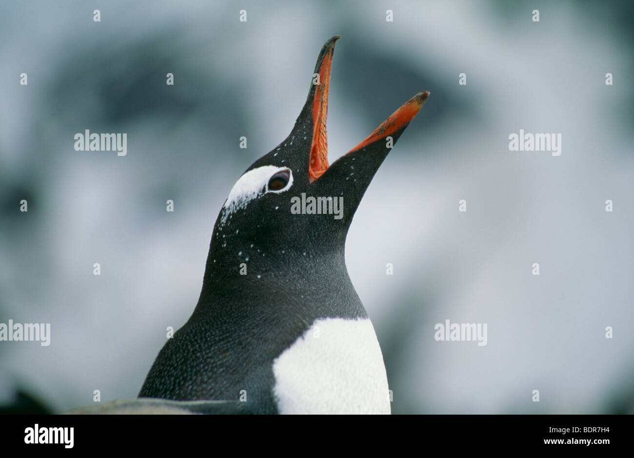 Screaming penguin hi-res stock photography and images - Alamy