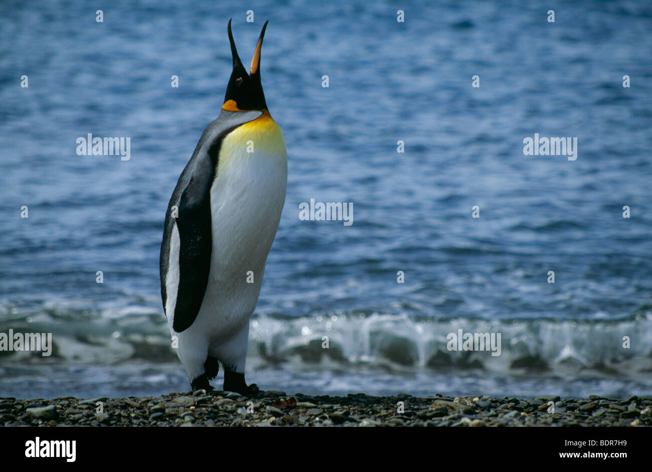 Penguin screaming hi-res stock photography and images - Alamy