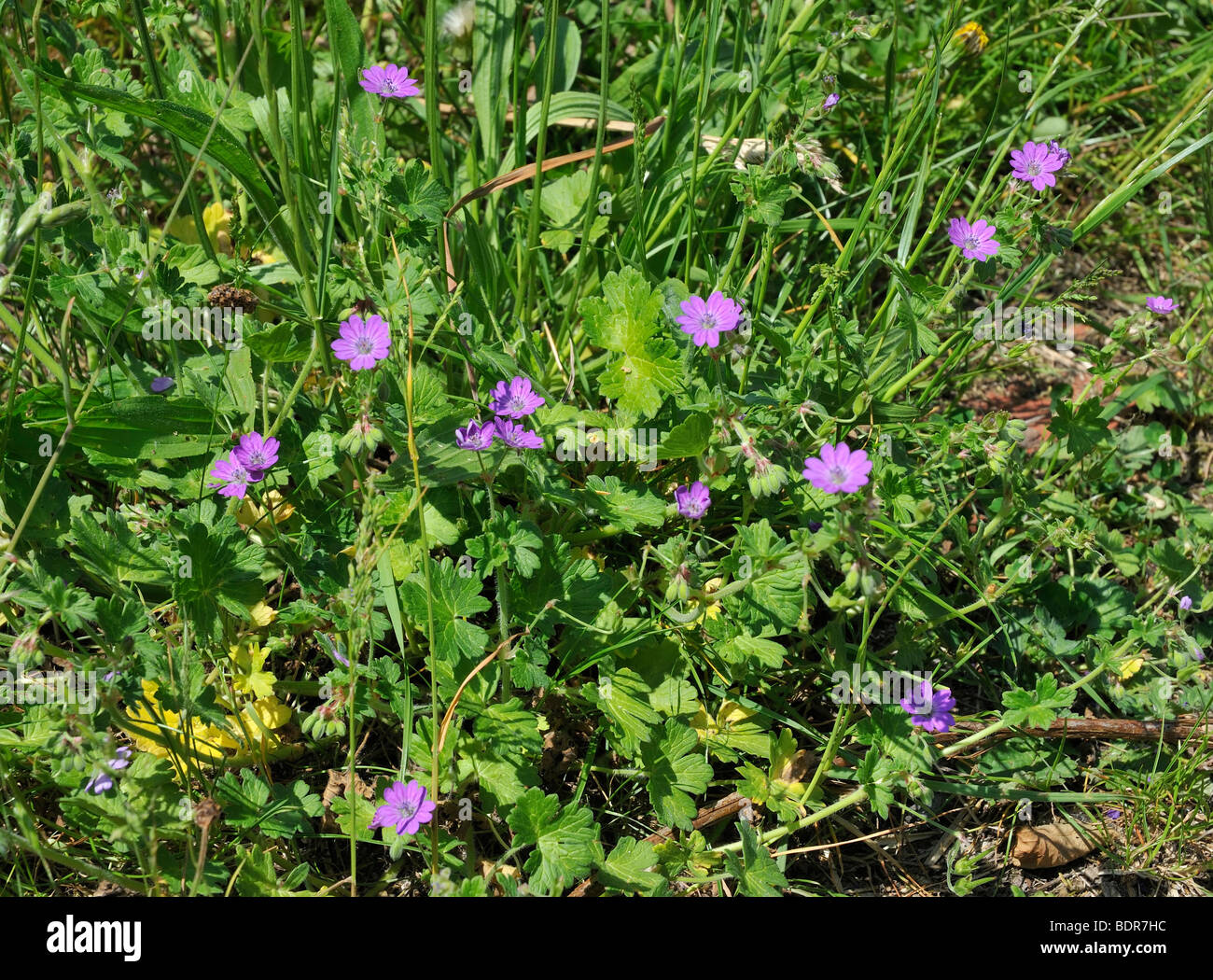 Doves foot Cranesbill - Geranium molle Whole plant Stock Photo - Alamy