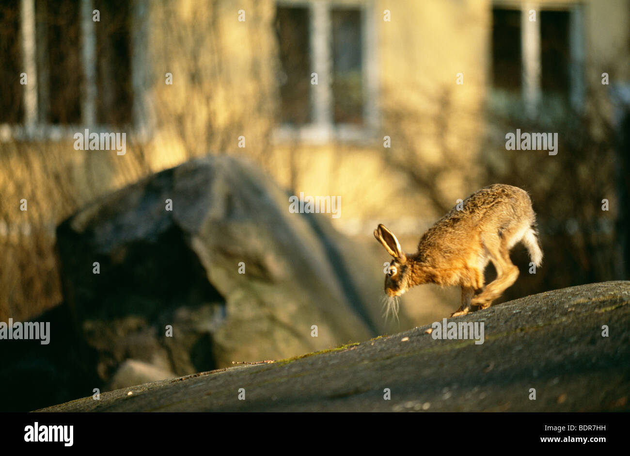 A common hare Sweden Stock Photo - Alamy