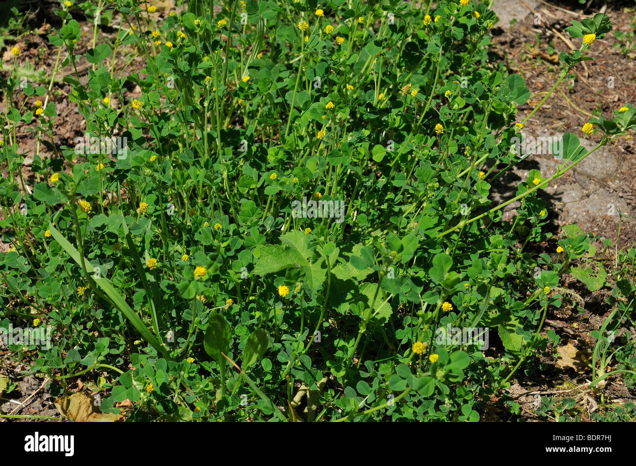 Small medick hi-res stock photography and images - Alamy