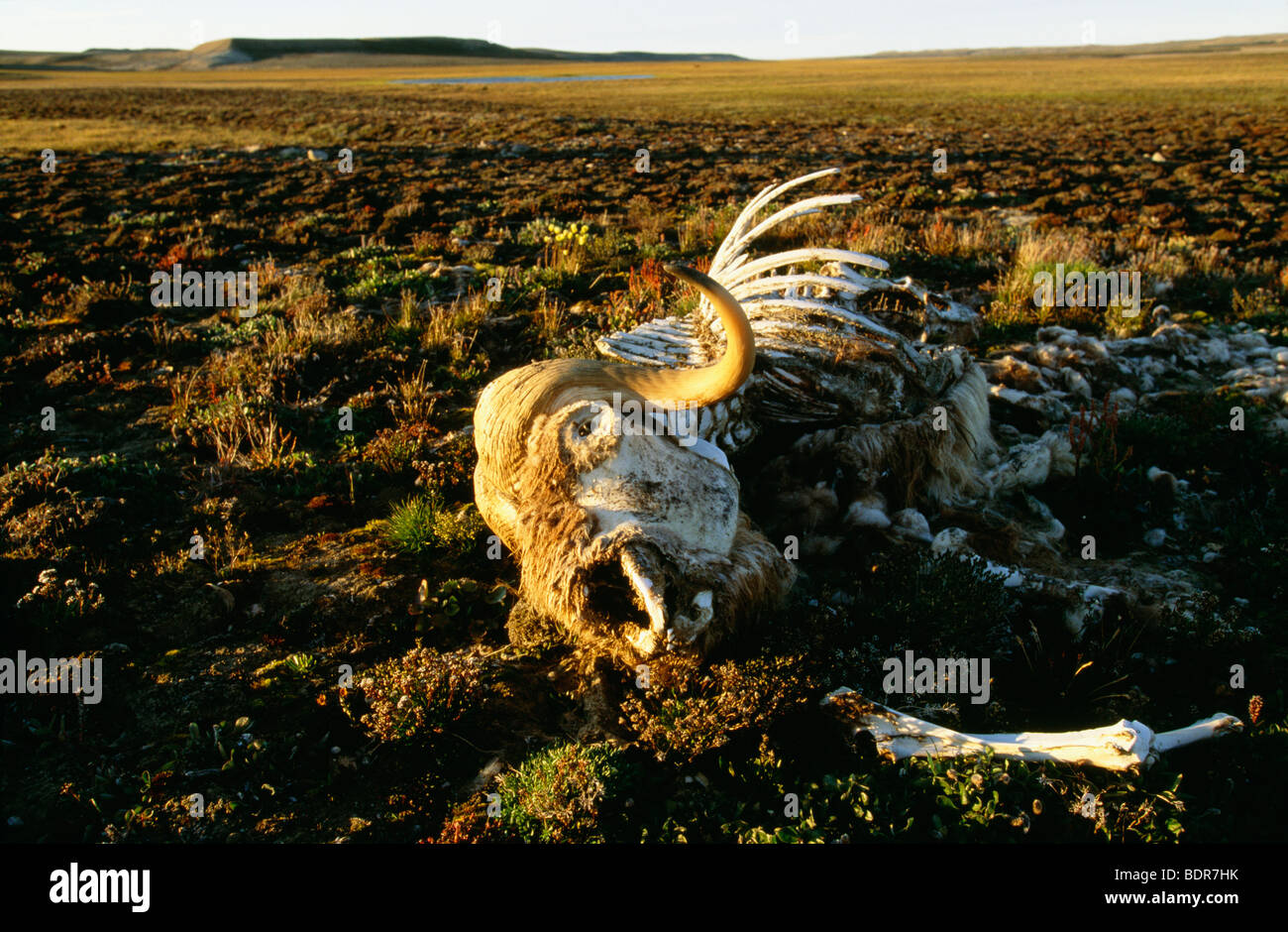 A dead musk ox Canada Stock Photo - Alamy