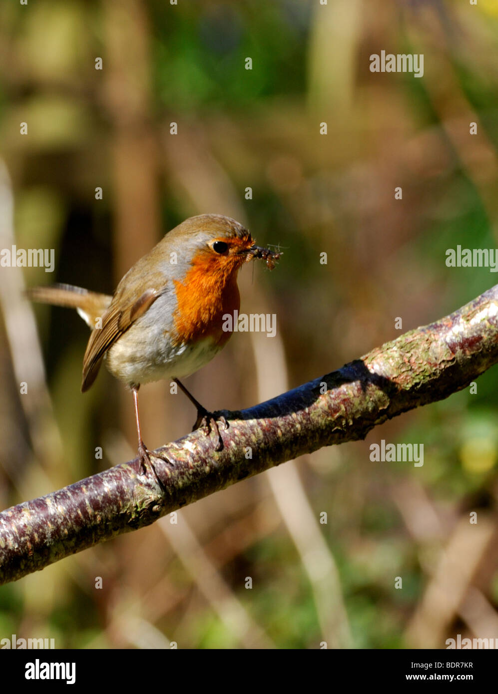 Robin with full beak hi-res stock photography and images - Alamy