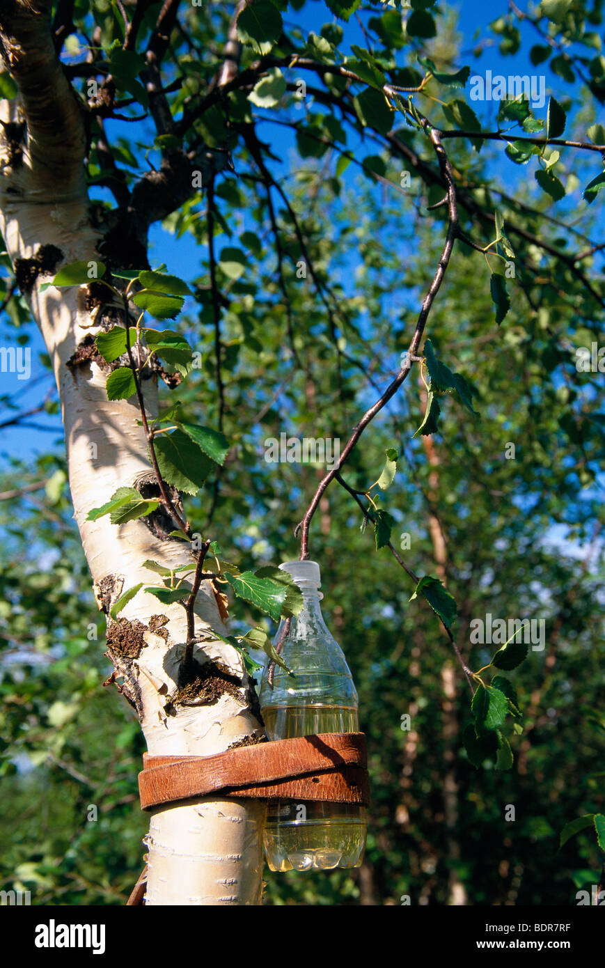 Birch sap extracting from a tree, Lapland, Sweden Stock Photo - Alamy