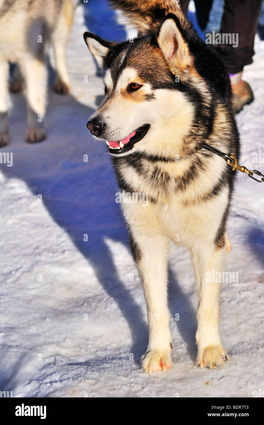 Portrait of a husky Stock Photo - Alamy