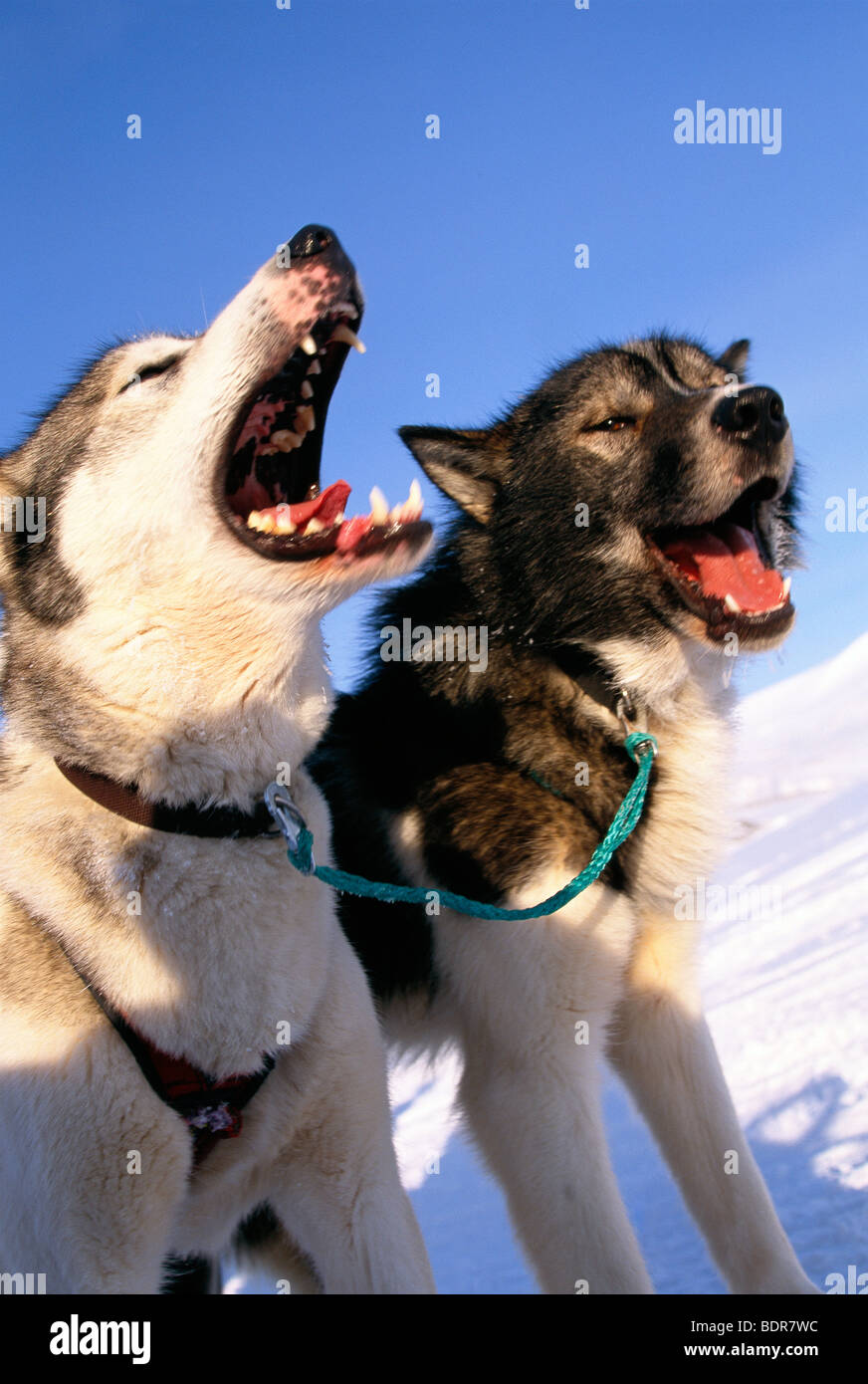 Greenland dogs, Svalbard Stock Photo - Alamy