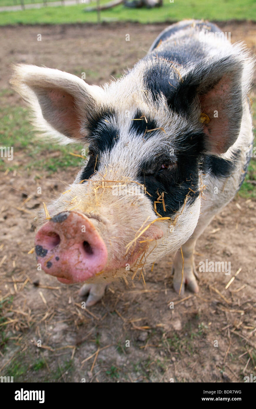 Linderod pig hi-res stock photography and images - Alamy