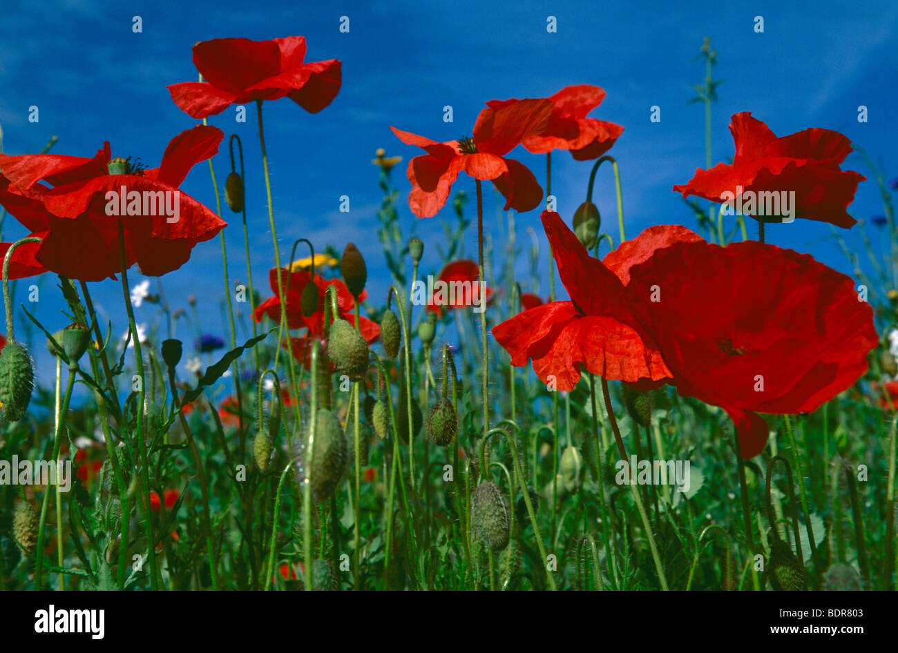 Devon flower meadow hi-res stock photography and images - Alamy