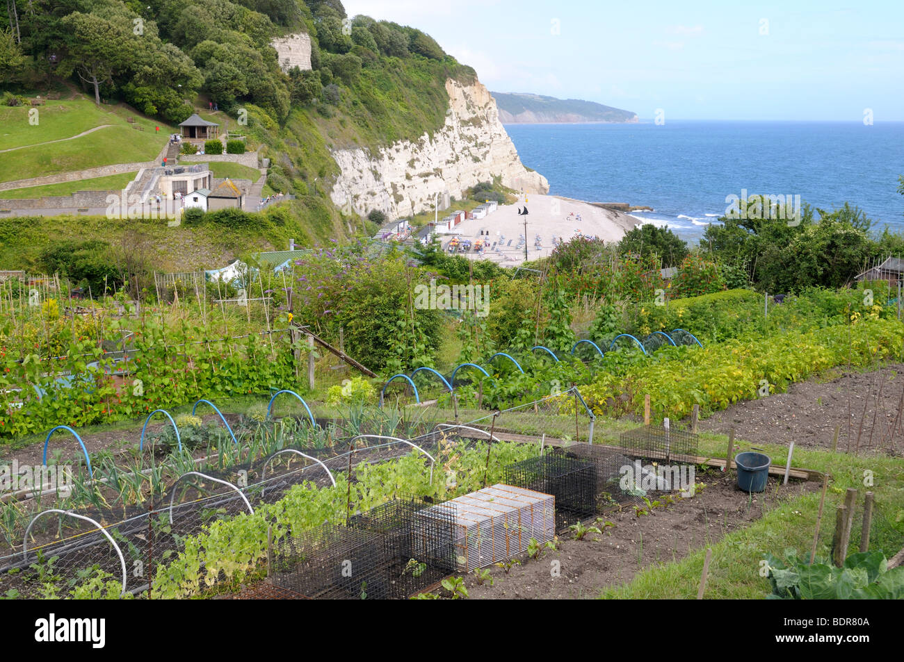 Allotment overlooking white cliffs on the Jurassic Coast at Beer Devon ...