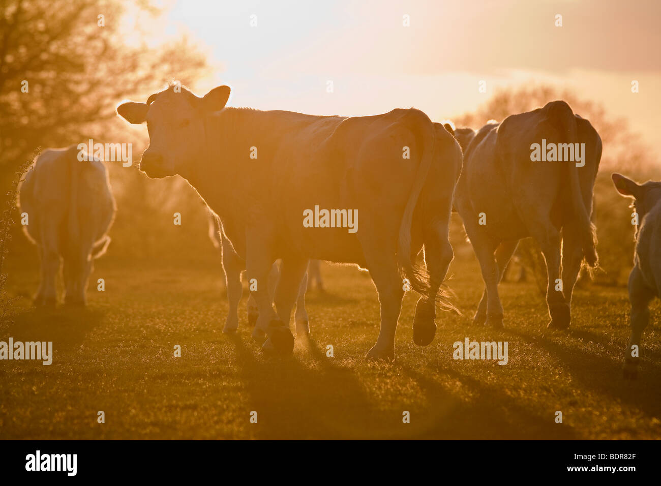 Cows in the sun, Sweden Stock Photo - Alamy