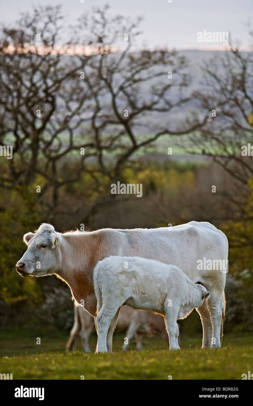 Cows in the sunset, Sweden Stock Photo - Alamy