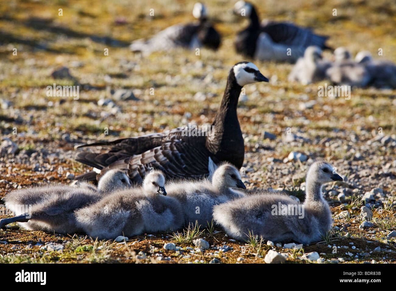 Bald-faced goose with chickens, Svalbard, Norway Stock Photo - Alamy