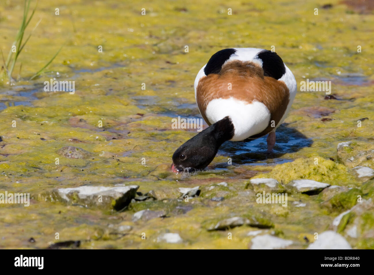 Eating common shelduck, Sweden Stock Photo - Alamy