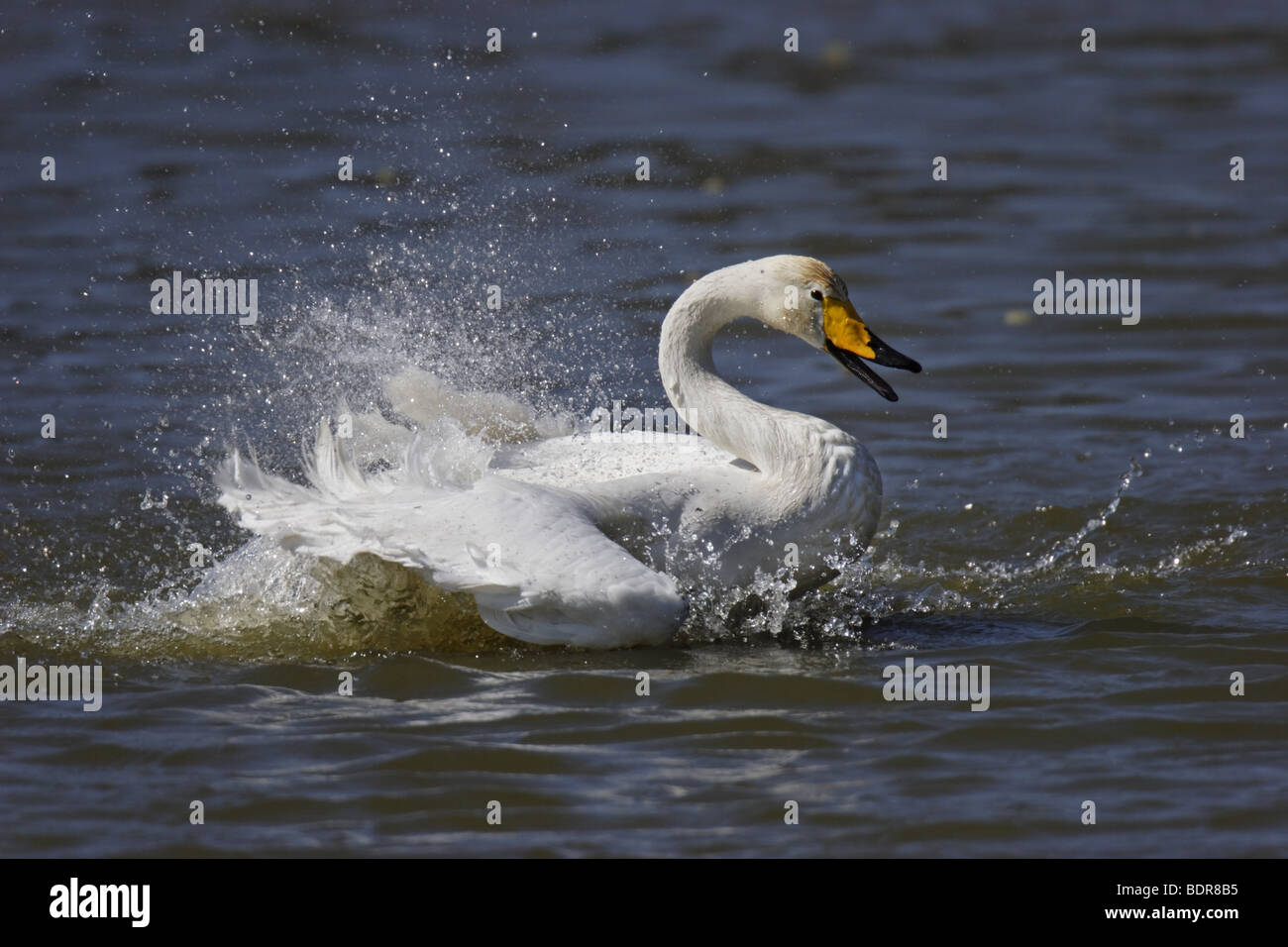 Singschwan (Cygnus cygnus) European Whooper swan Stock Photo - Alamy