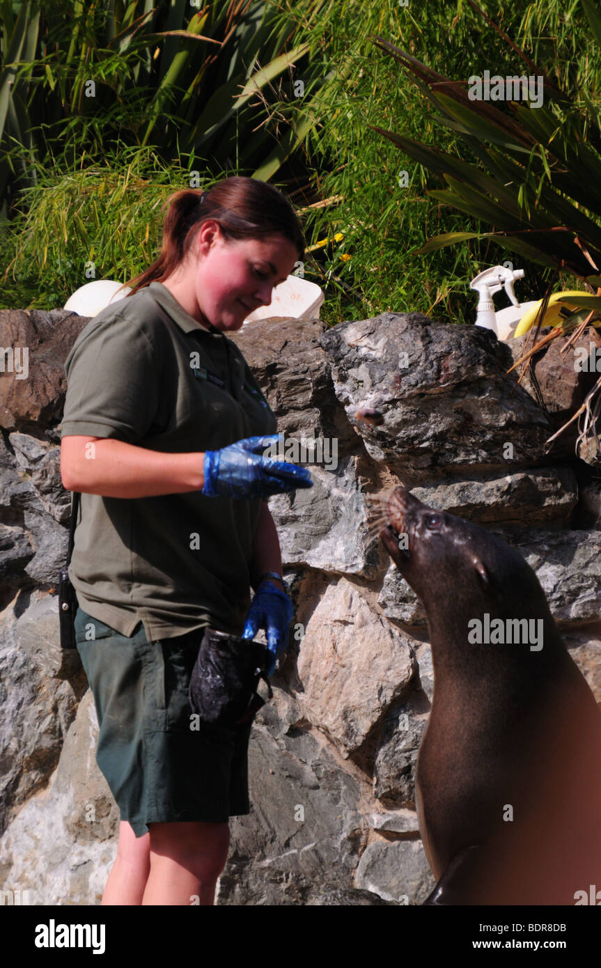 Handler with Sea lion at Zoo Stock Photo - Alamy
