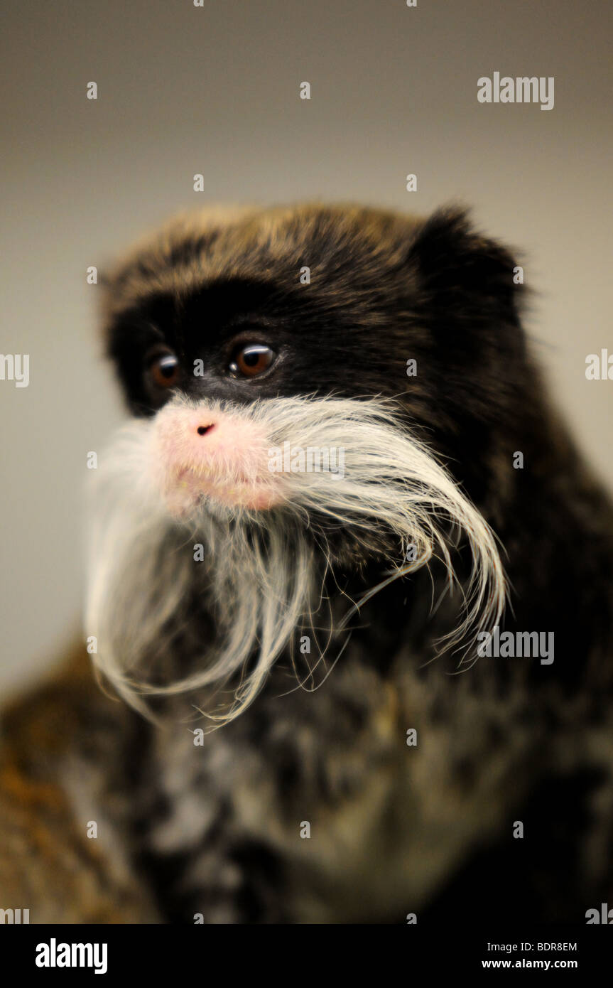 Emperor Tamarin (Saguinus imperator Stock Photo - Alamy