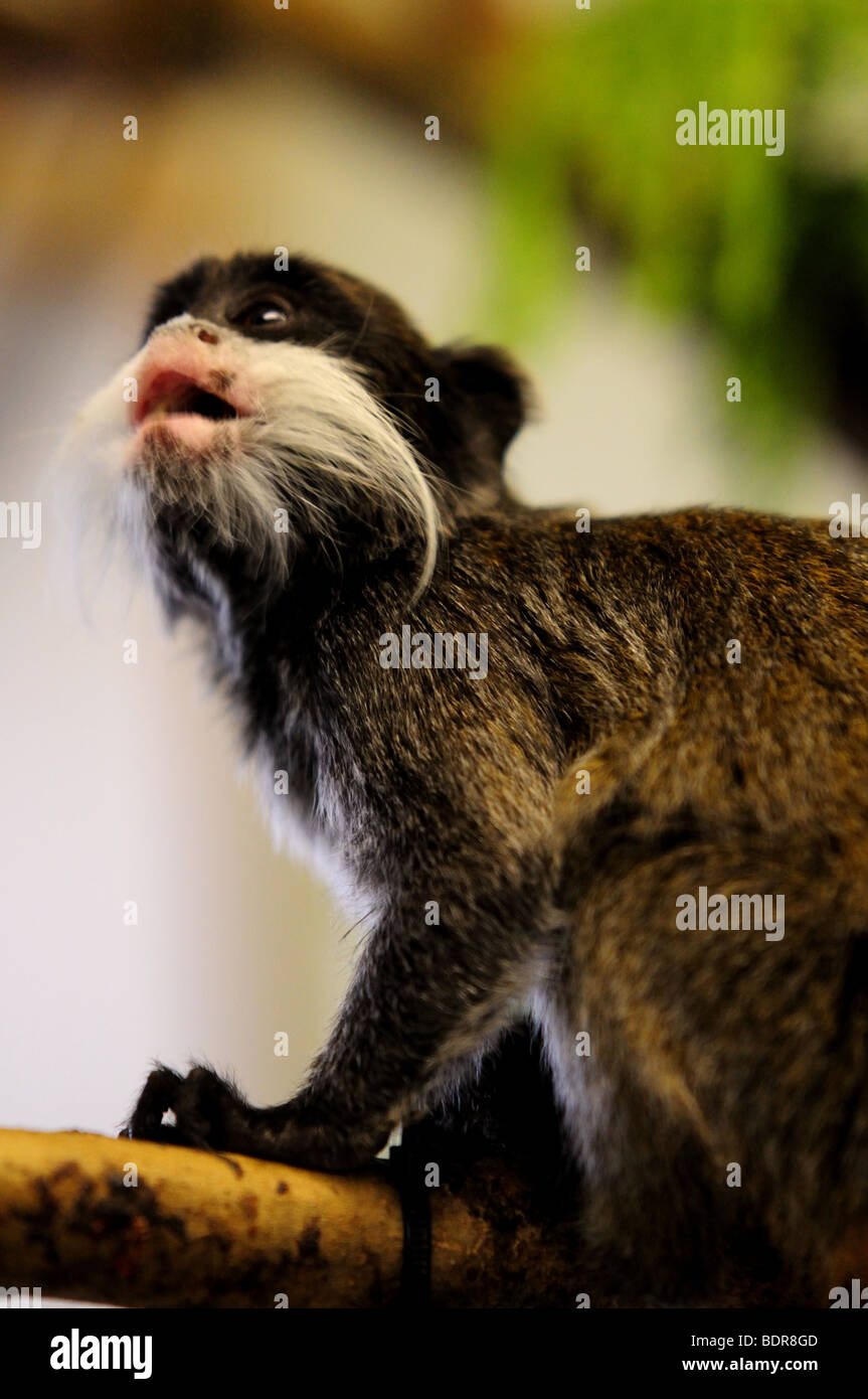 Emperor tamarin saguinus imperator hi-res stock photography and images ...