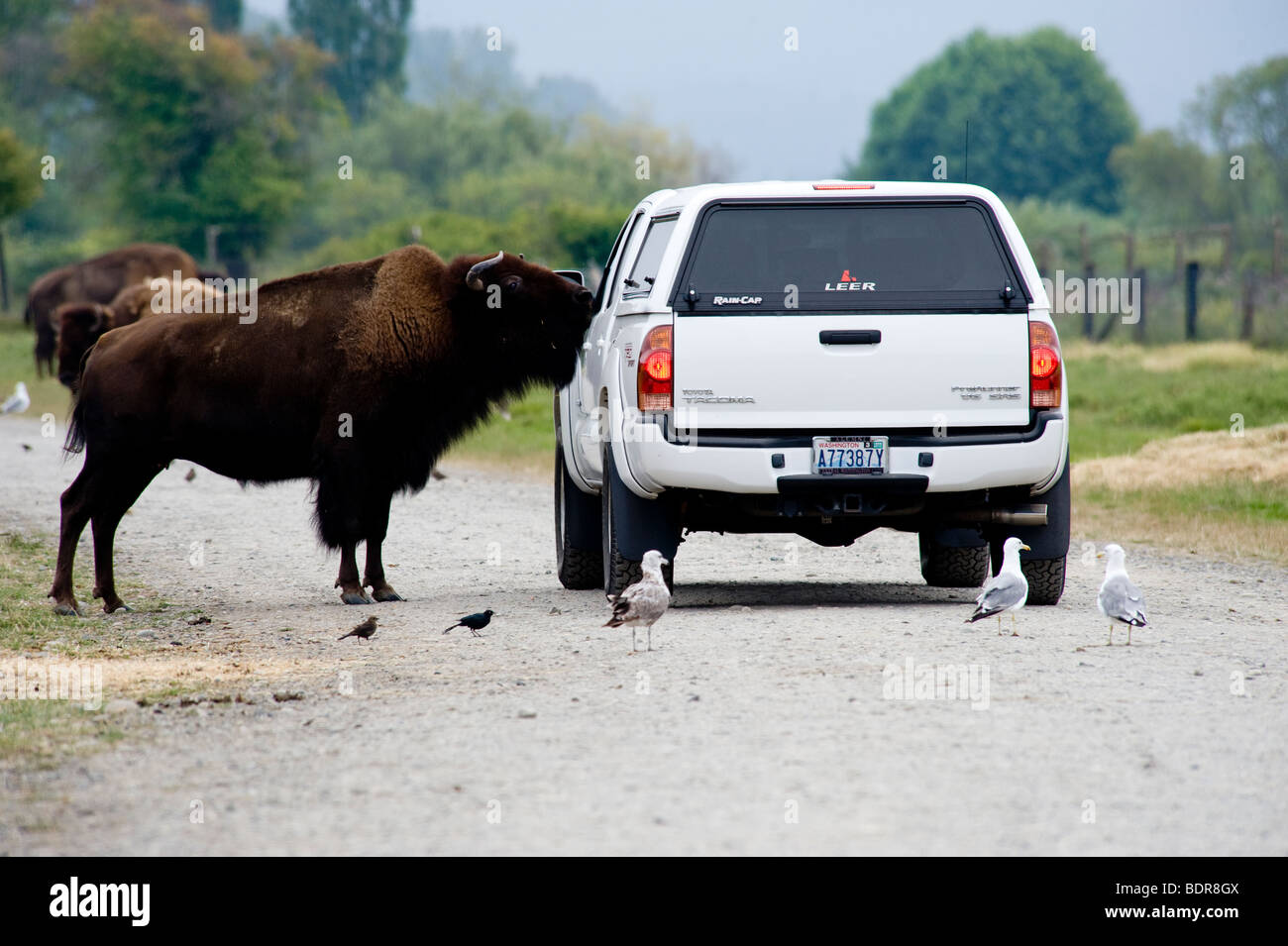 Captive American Bison looking into a truck for food, Sequim Olympic ...
