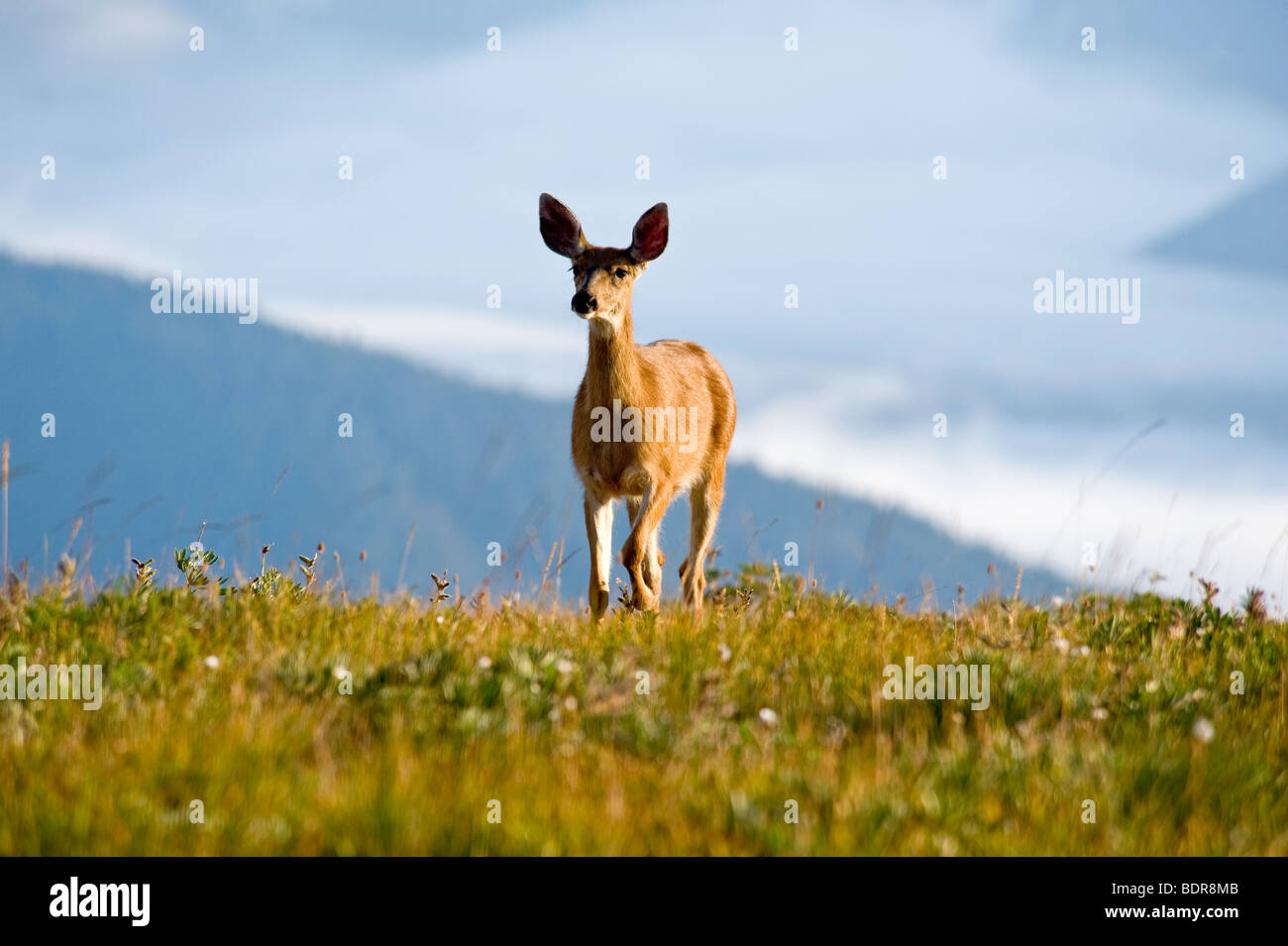 Deer at Hurricane Ridge, Olympic National Park, Washington, USA Stock ...