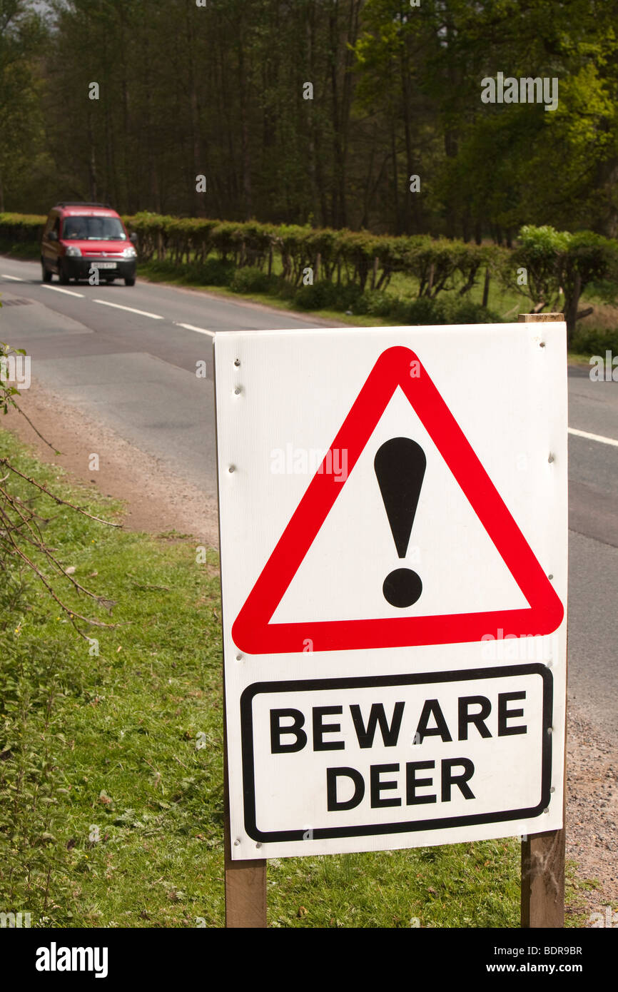 Prettiest deer hi-res stock photography and images - Alamy