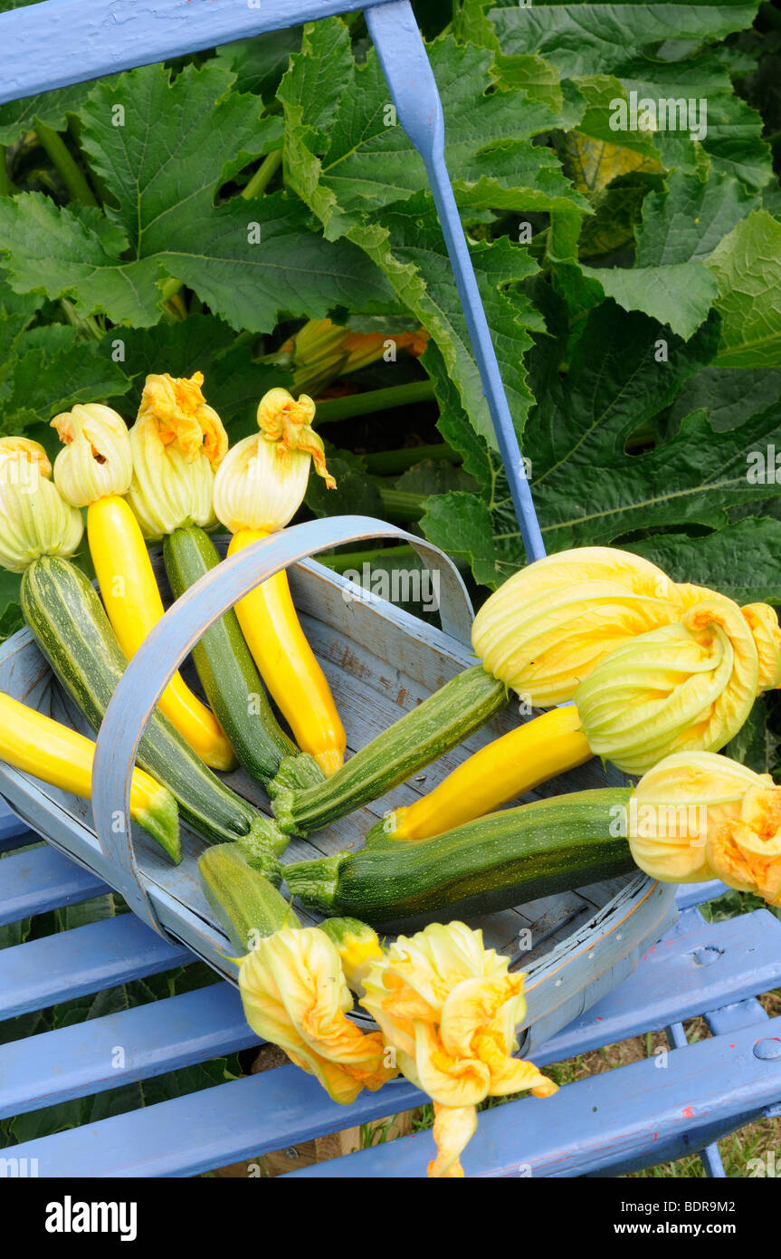 HOME GROWN COURGETTES, VARIOUS VARIETIES AND SIZES IN BLUE TRUG ON ...