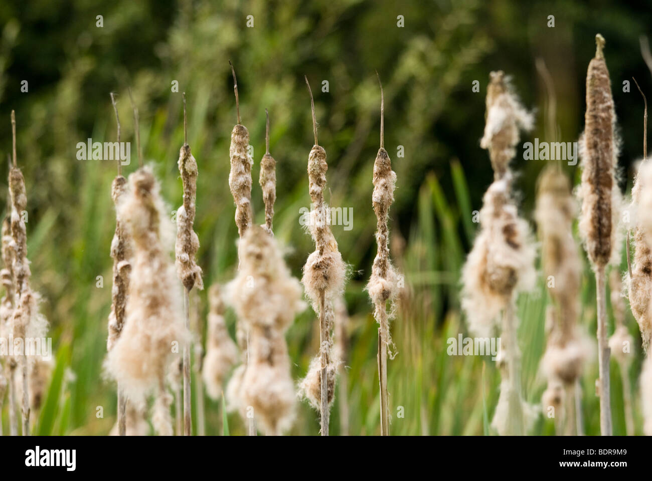 Bulrush sead heads Stock Photo - Alamy