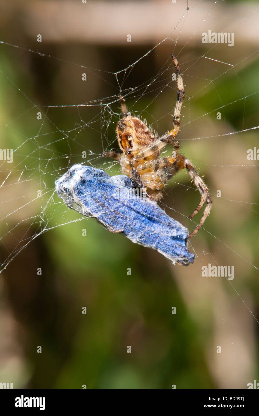 Spider with a blue butterfly caught in its web Stock Photo - Alamy