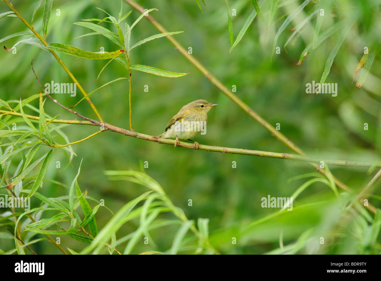 Chiff Chaff Bird Uk High Resolution Stock Photography and Images - Alamy