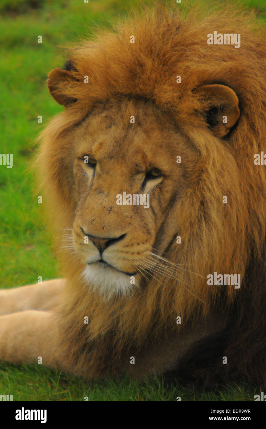 Powerful male lion hi-res stock photography and images - Alamy