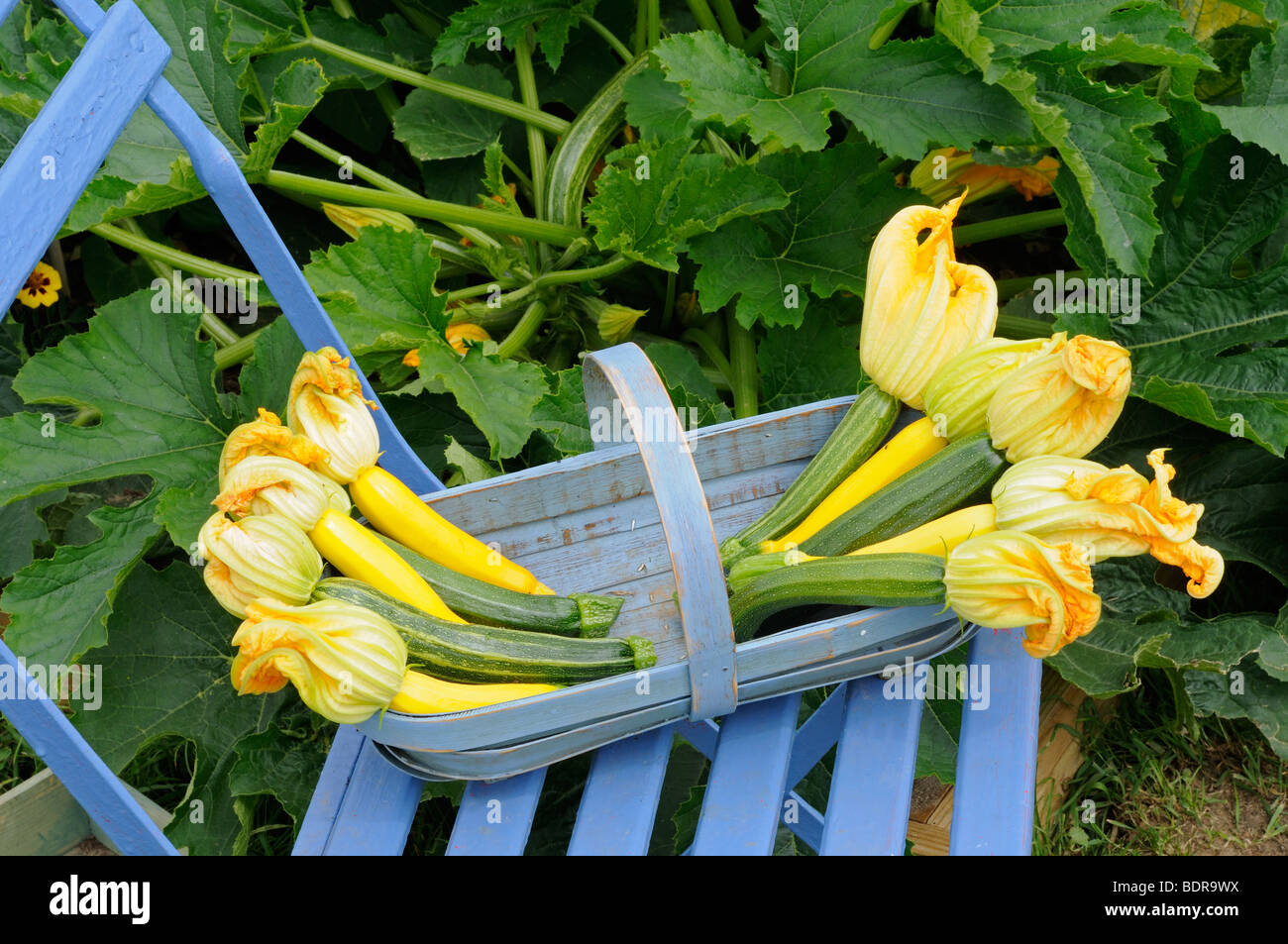 Home grown courgettes, various varieties and sizes in blue trug on ...