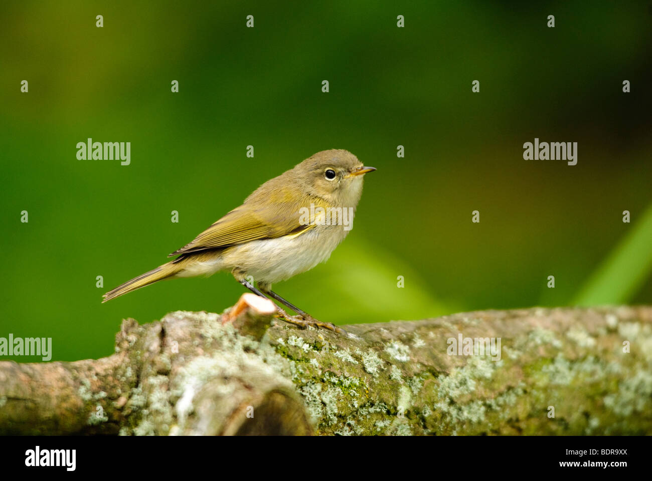 Chiff chaff bird uk hi-res stock photography and images - Alamy