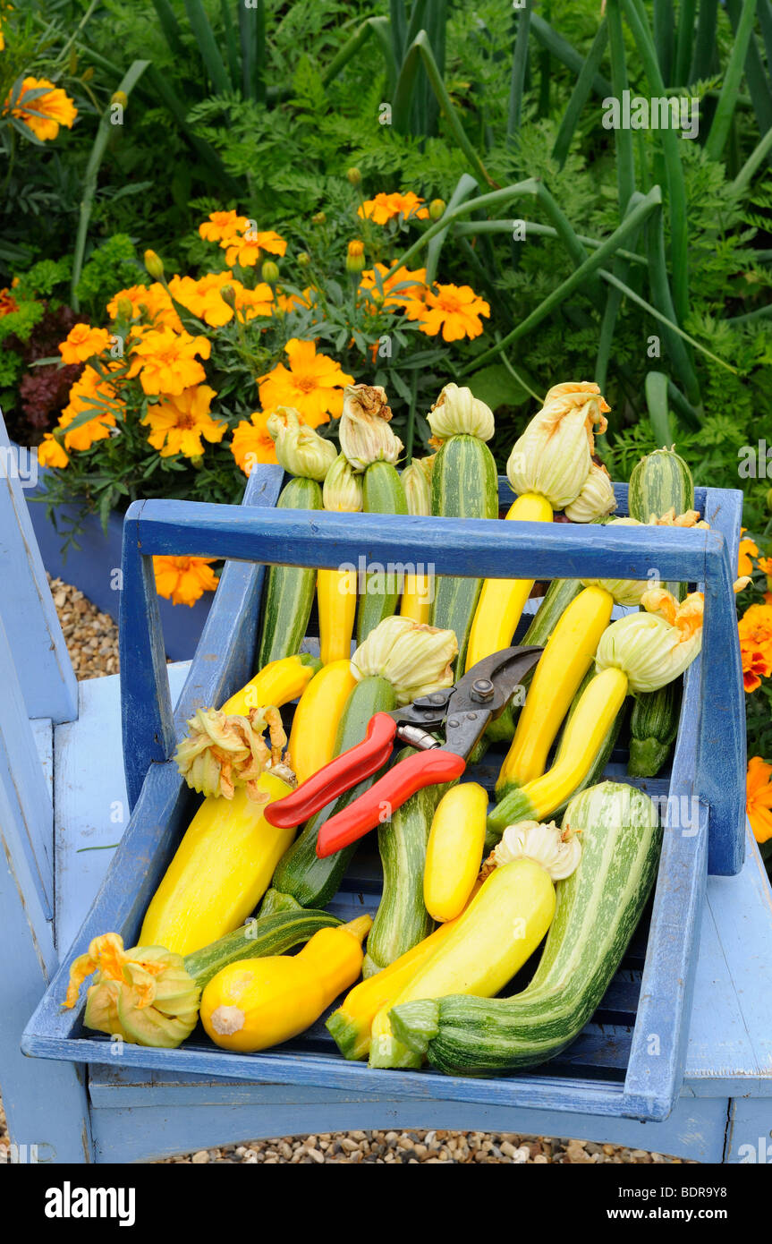 Home grown vegetables, freshly harvested Courgettes in blue trug on ...