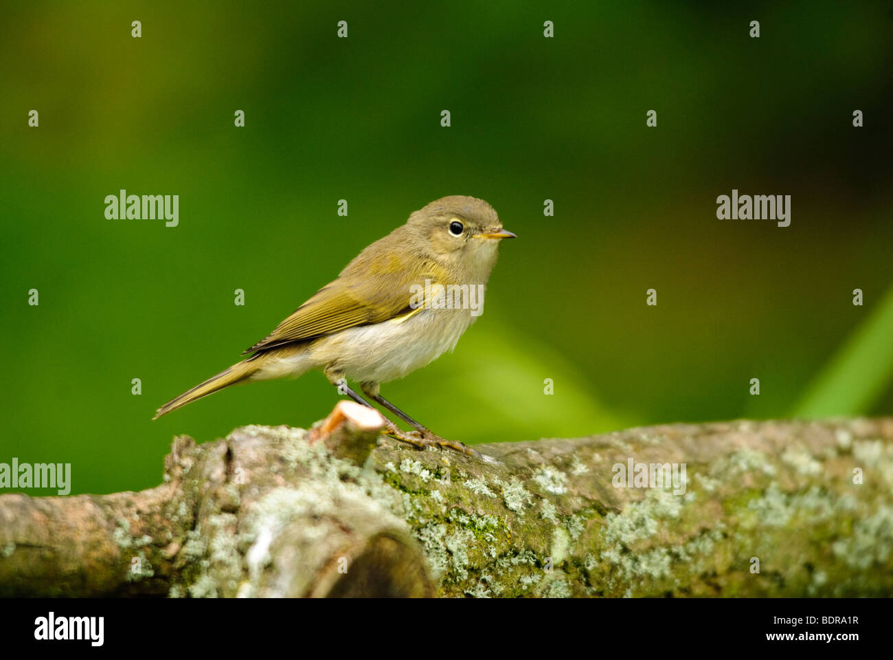 Chiff chaff hi-res stock photography and images - Alamy