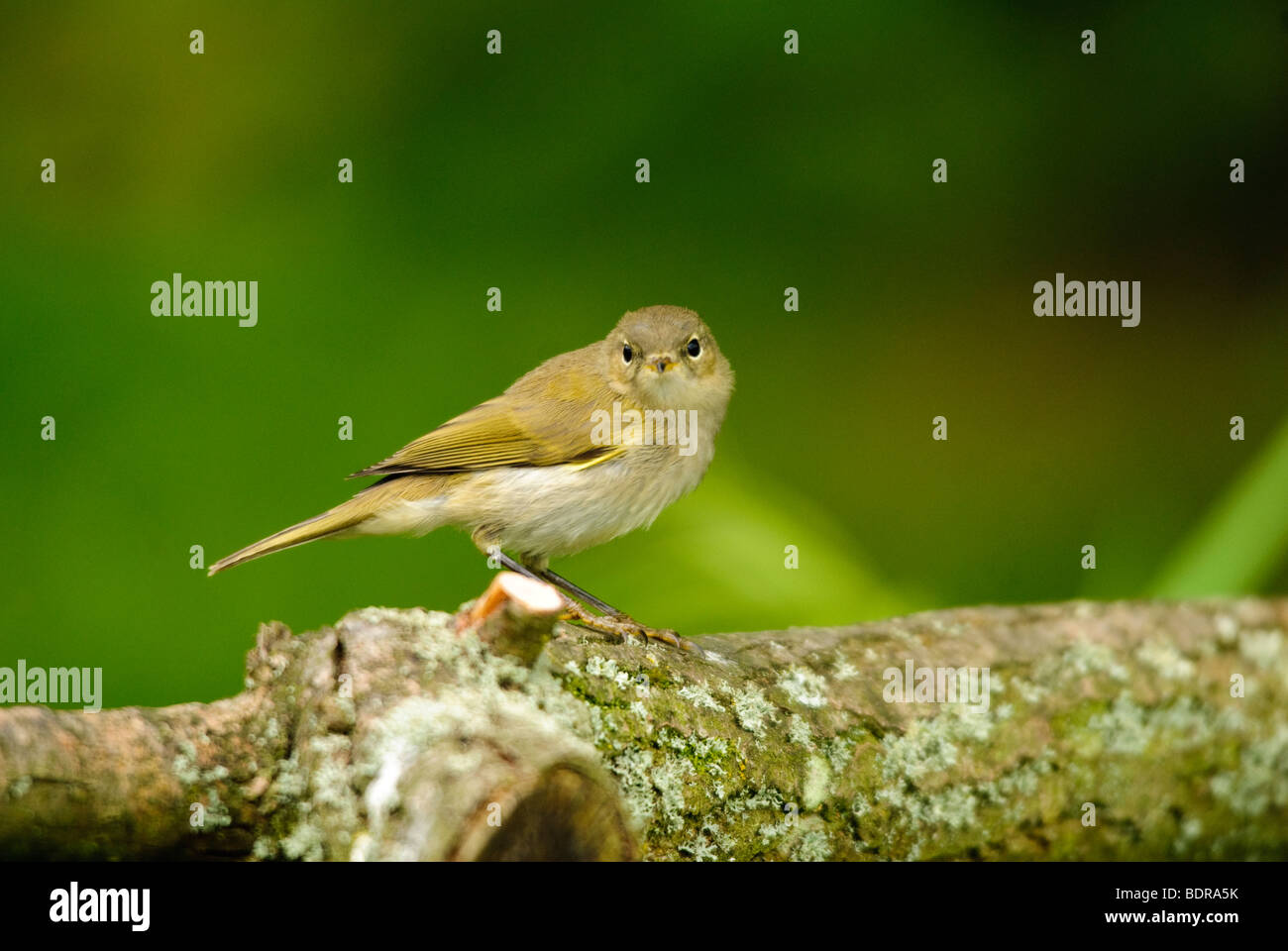 Chiff chaff hi-res stock photography and images - Alamy