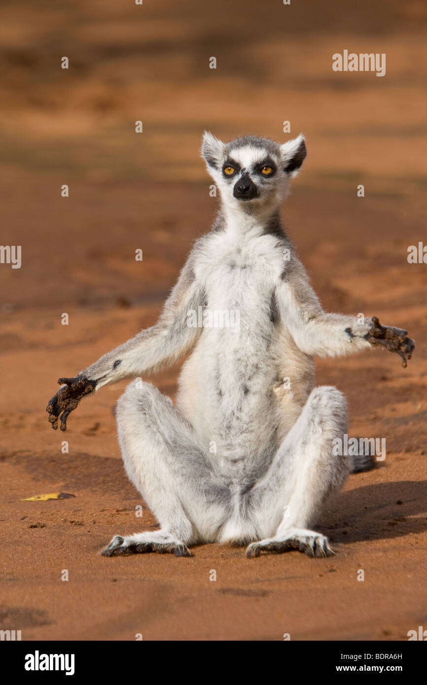 Ring-tailed Lemur, Madagascar Stock Photo - Alamy