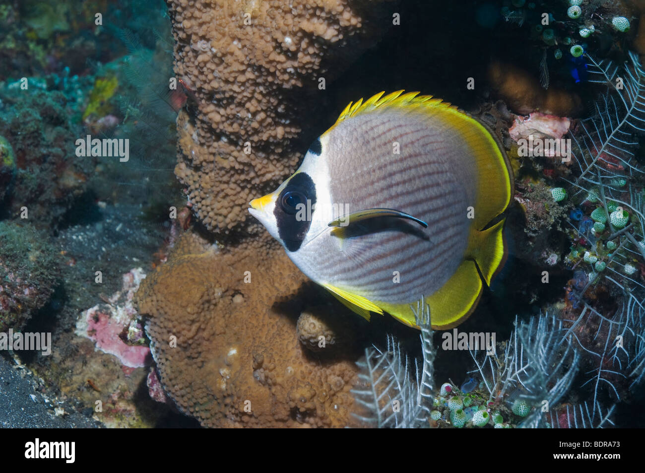 Panda butterflyfish (Chaetodon adiergastos) with Cleaner wrasse ...