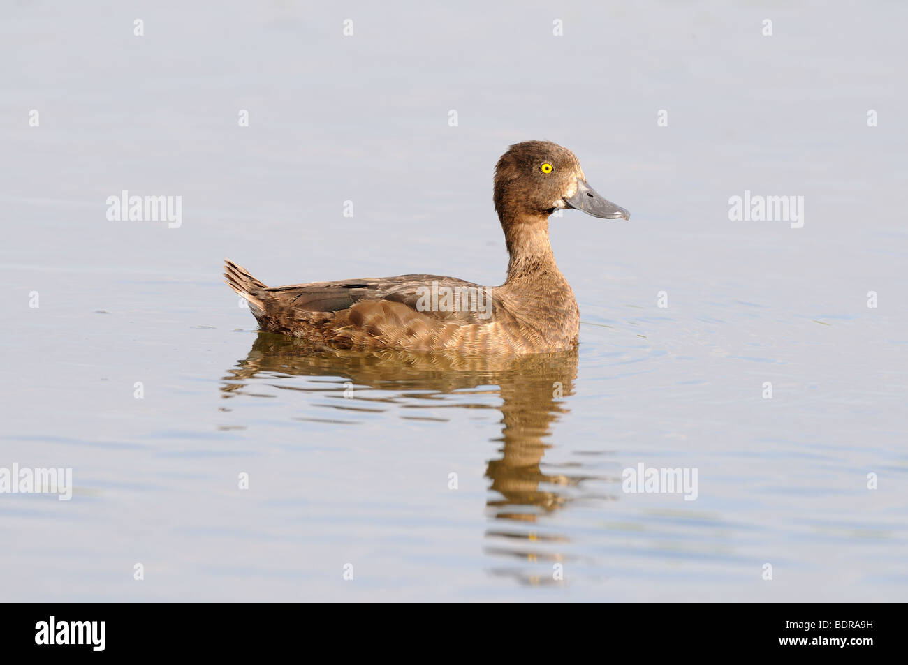 Tufted duck uk august hi-res stock photography and images - Alamy